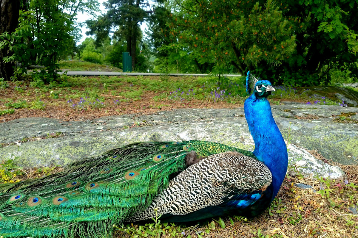 Inside the Secret World of Iridescent Animals | Discover Magazine