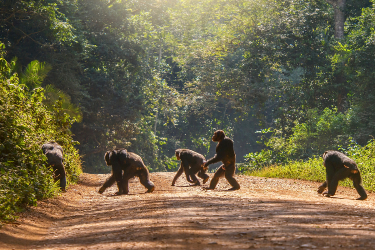 How Closely Related Are Humans to Apes? | Discover Magazine