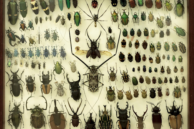 Are Insects Going Extinct? The Debate Obscures the Real Dangers They ...