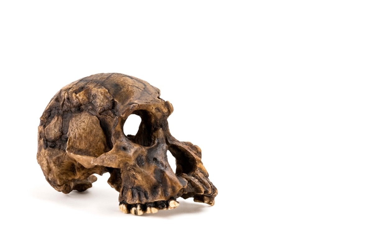 What We Know About Homo Habilis | Discover Magazine