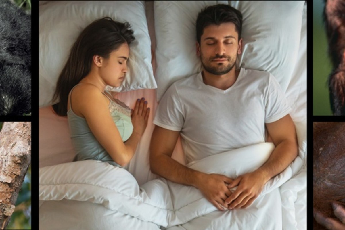 How Our Sleeping Habits Helped to Make Us Human | Discover Magazine