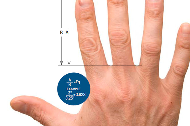 Finger Length Predicts Health and Behavior | Discover Magazine
