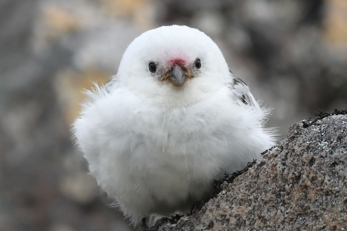 One of America’s Rarest Birds Lives on Alaska’s Loneliest Island ...