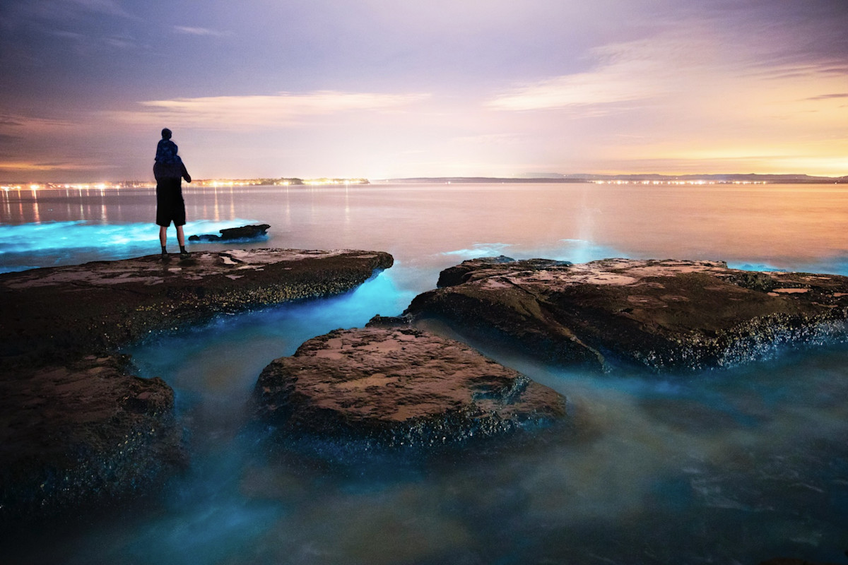Bioluminescent Bays: Where the Nighttime Sea Shimmers With Light ...