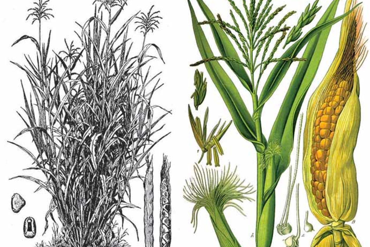 Ancient DNA Reveals The Surprisingly Complex Origin Story of Corn ...