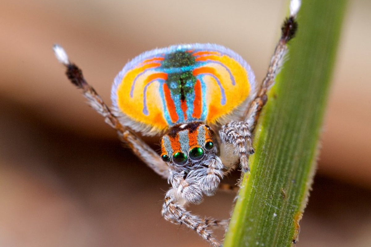 The Bewitching Dance of Australia's Peacock Spiders | Discover Magazine