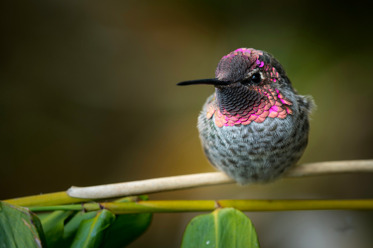 Some Animals Use Iridescent Colors to Communicate | Discover Magazine