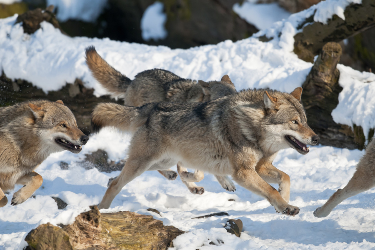 Why Do So Many Humans Hate Wolves? | Discover Magazine
