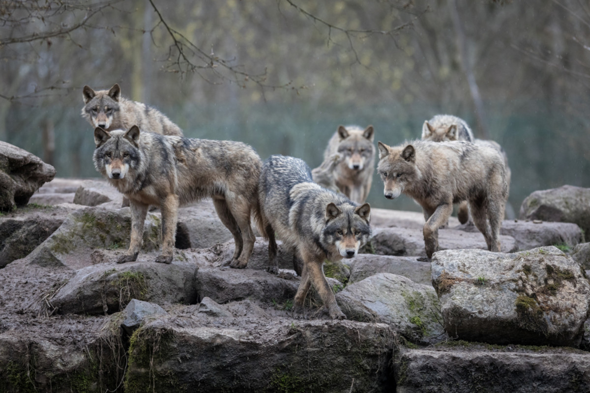 The Science of Alpha Males in Animal Species | Discover Magazine