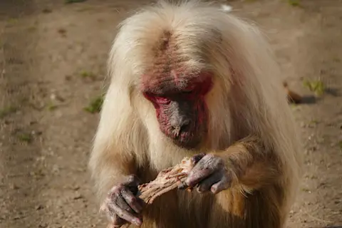 The Grisly, Diverse World of Meat-Eating Primates | Discover Magazine