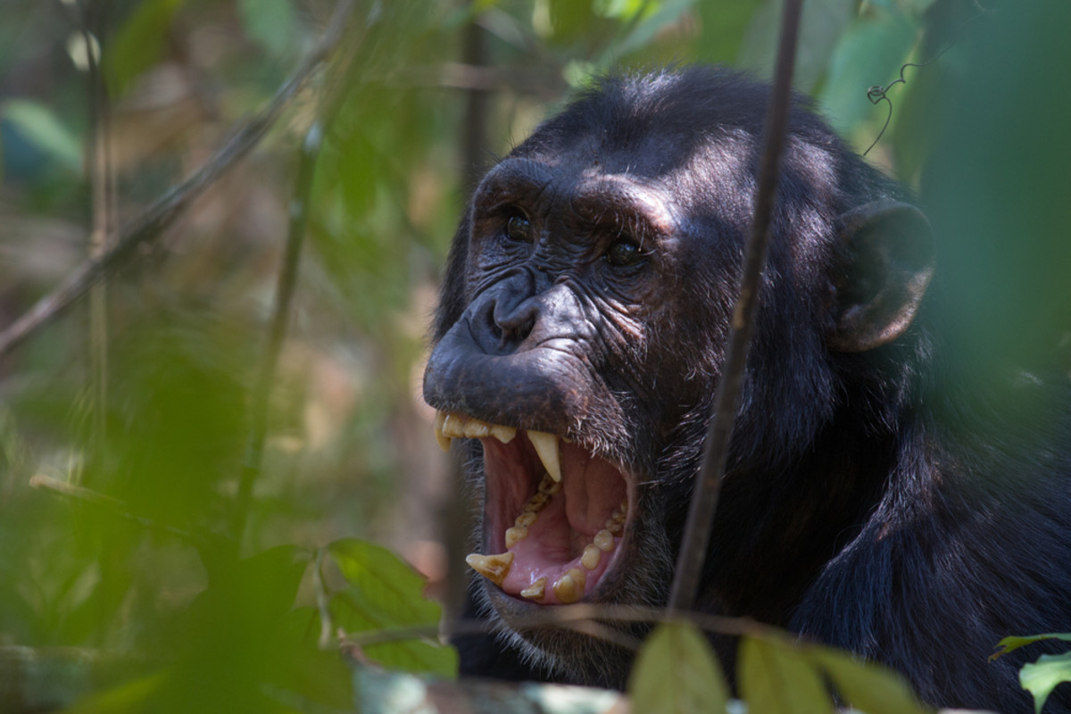 A Brief History of the Gombe Chimpanzee War | Discover Magazine