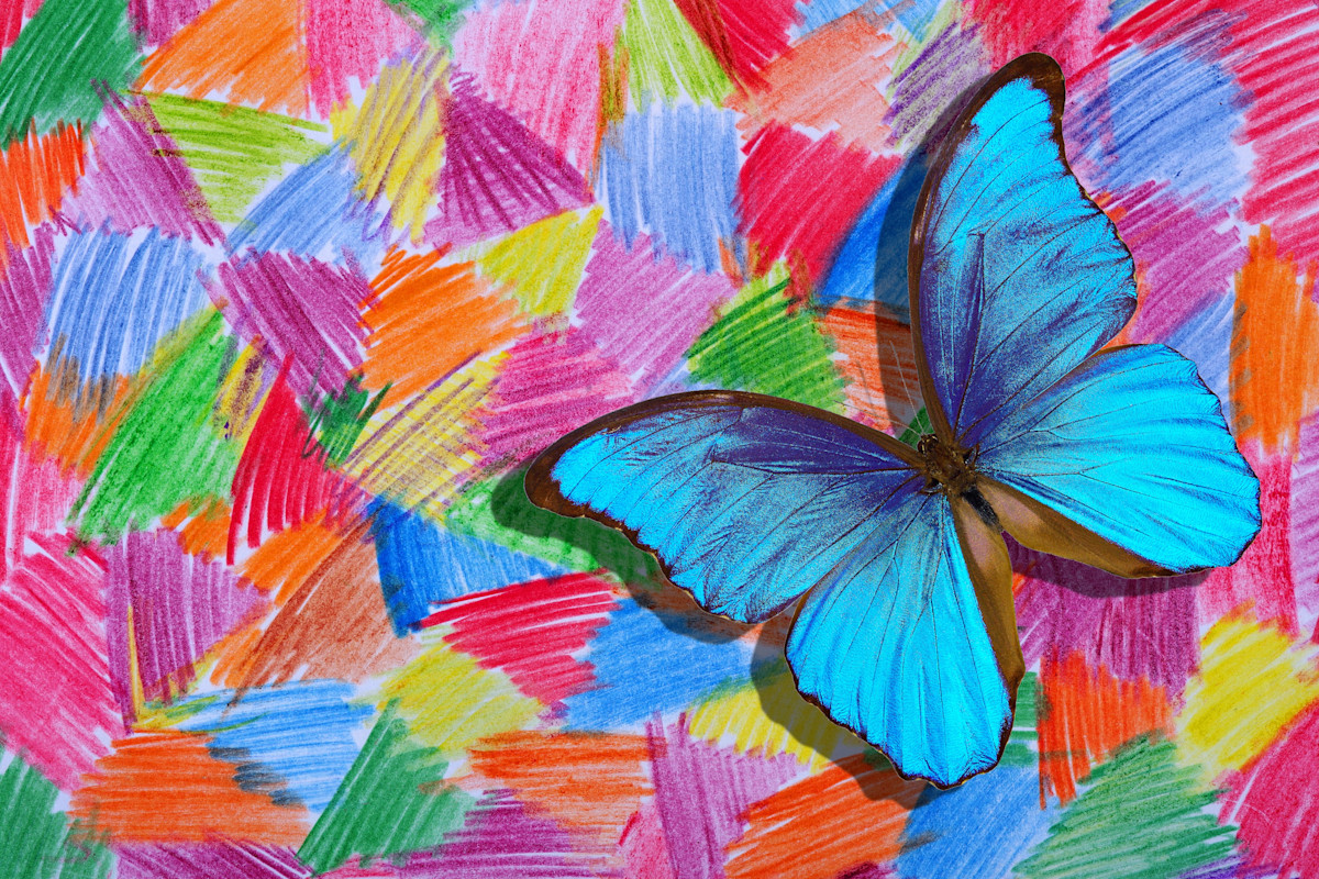 The Butterfly Effect: How Humans Made the Xerces Blue Go Extinct ...