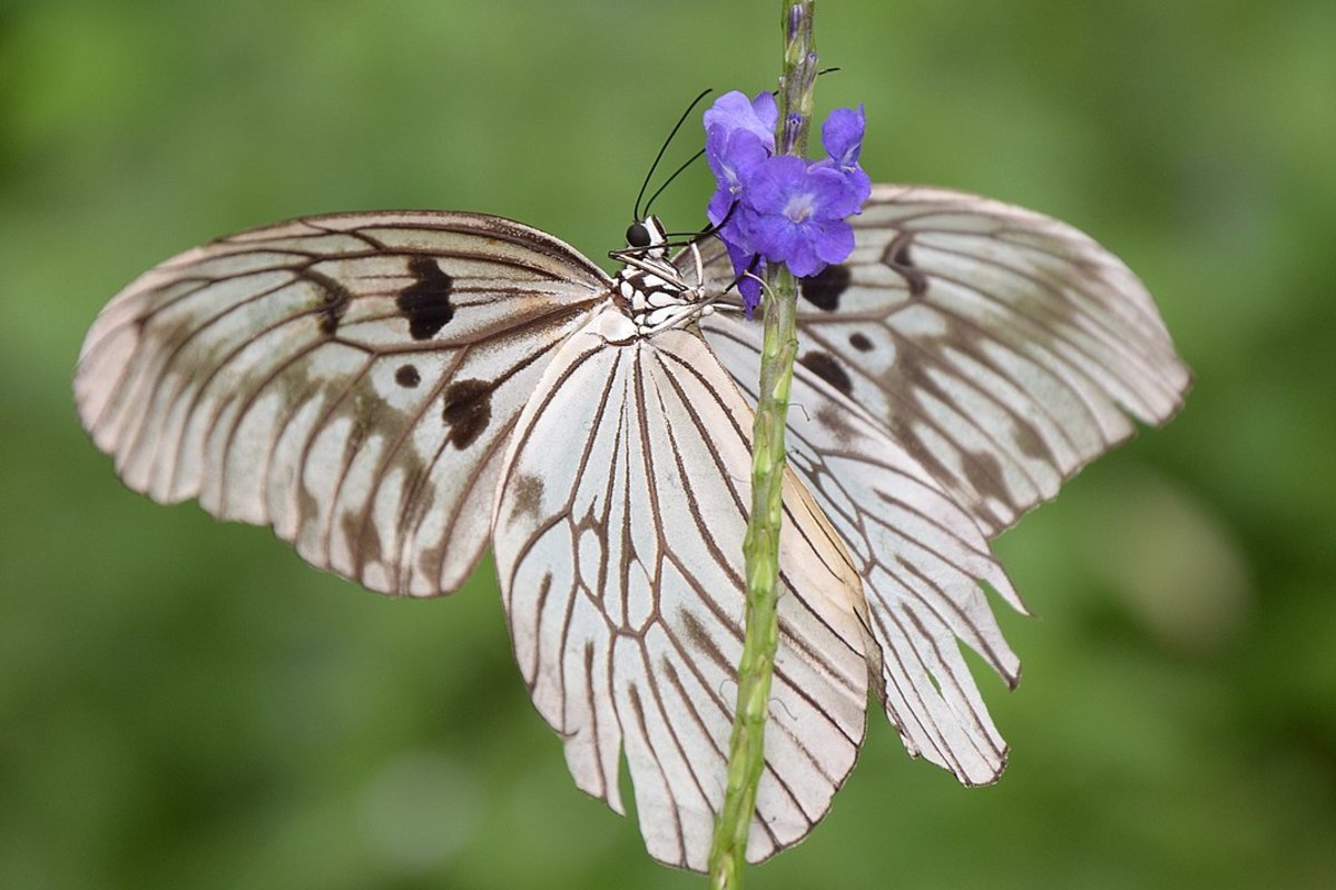 How Citizen Scientists Uncovered the Strange Behavior of ‘Vampire’ Butterflies | Discover Magazine