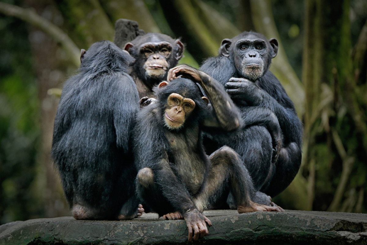 If Humans Evolved from Apes, Why Do Apes Still Exist? | Discover Magazine