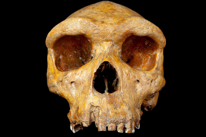 The Fight to Return An Iconic Skull to Zambia | Discover Magazine