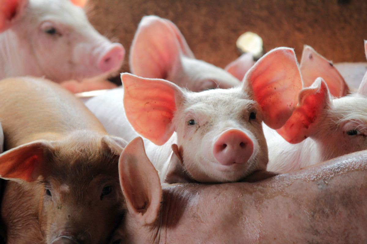 New Analysis of Pigs' Grunts Reveals How They're Feeling | Discover ...