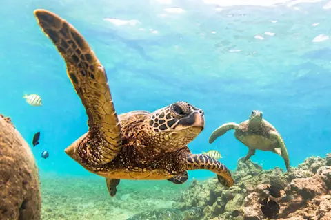 Sea Turtle Numbers Explode After Decades of Protection | Discover Magazine