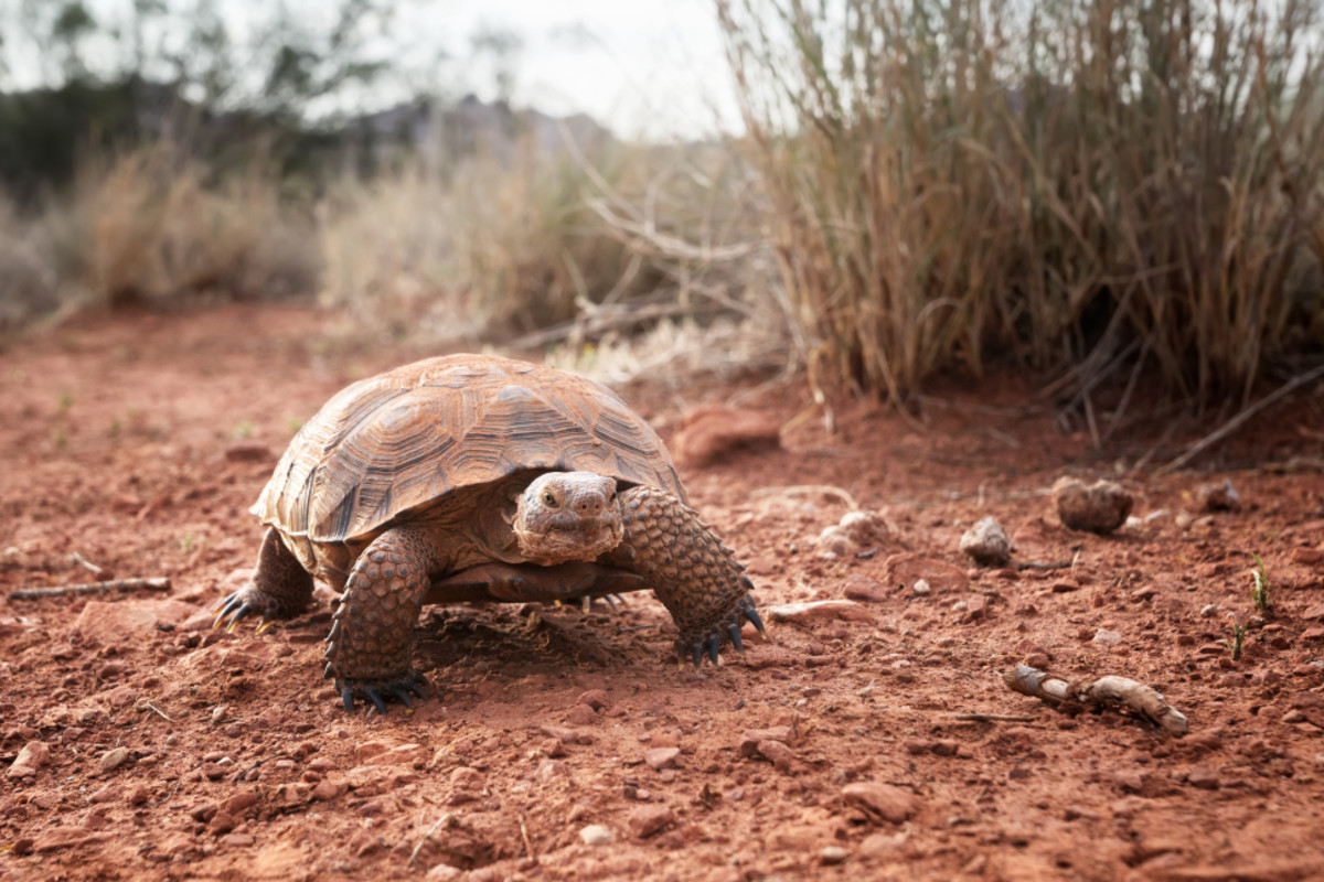 5 Introverted Animals | Discover Magazine