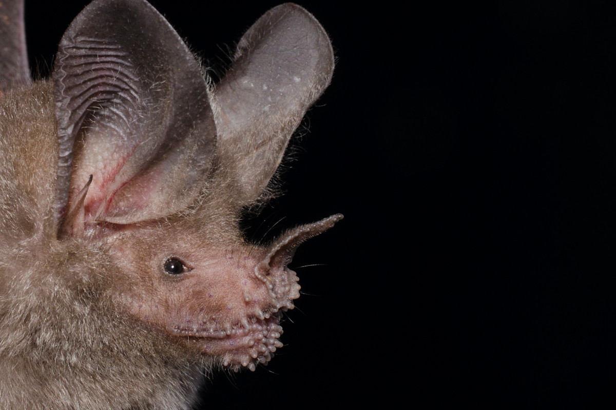 Scientists Identify Long-Term Memory in Wild Bats | Discover Magazine
