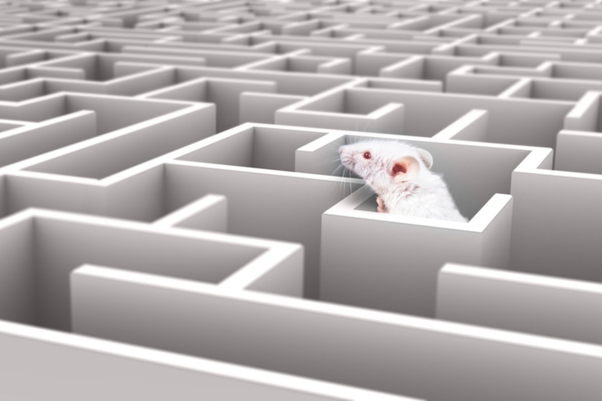 Rats Reveal Our Internal Navigation Abilities | Discover Magazine