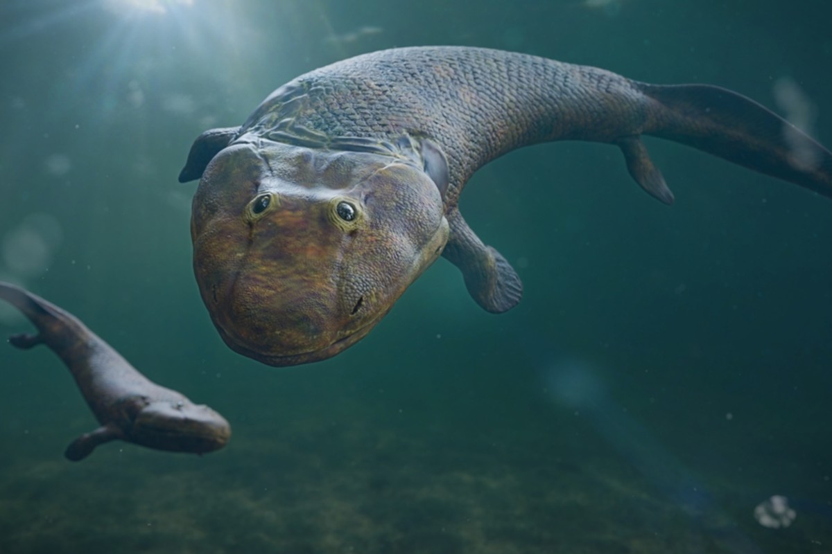 Marine Life Perished From the Late Devonian Mass Extinction | Discover ...