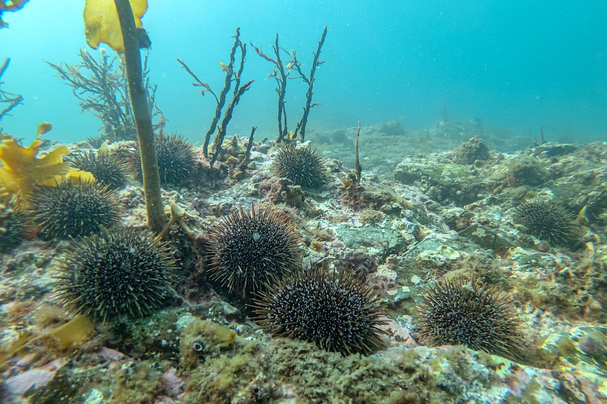 Why Are Sea Urchins So Destructive to Kelp Forests? | Discover Magazine