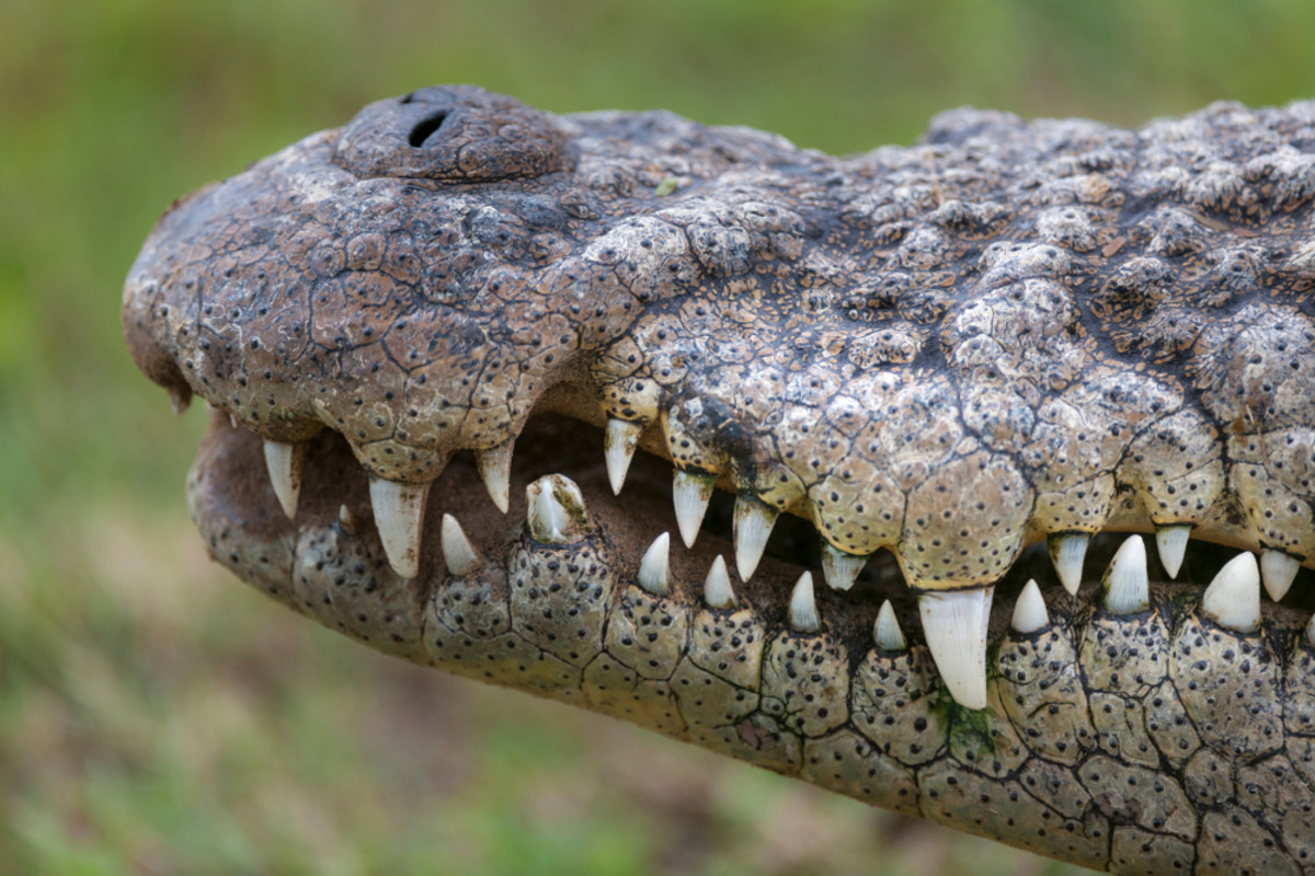 These Extinct Giant Crocs May Have Hunted Our Ancient Ancestors ...