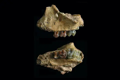 Earliest Gibbon Fossils Fill in the Gaps of Primate Evolution ...