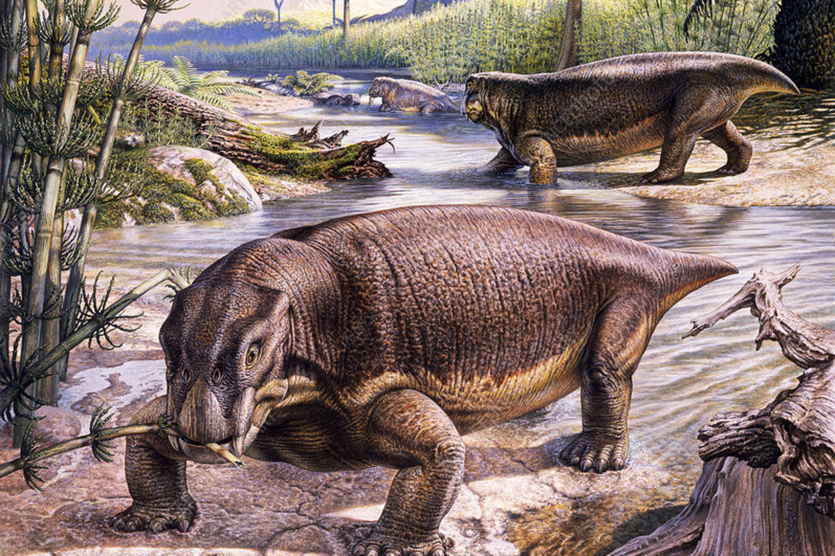 Fossils Show Us What a Pig From the Dinosaur Era Might Have Looked Like ...