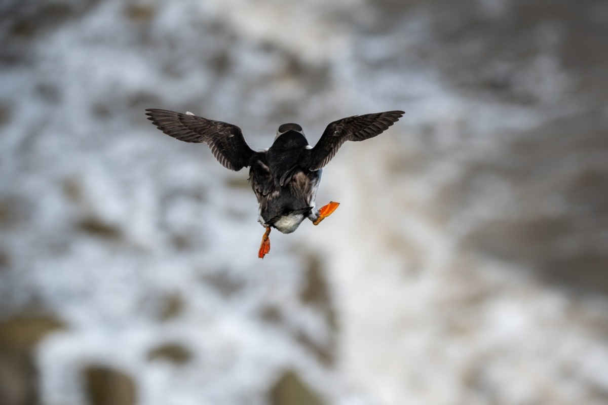 Why People In Iceland Are Safely Throwing Baby Puffins Off Cliffs ...