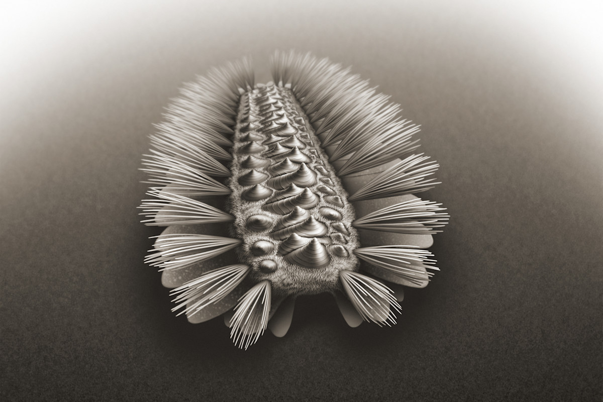 A 518-Million-Year-Old Worm Reveals Ancient Animal Ancestry | Discover ...