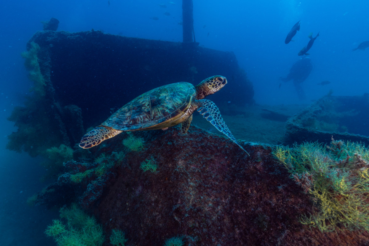 Sea Turtles Use Shipwrecks As Artificial Reefs, And We Know This From ...