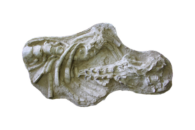 These Ancient Whales Lived Like Modern Manatees 40 Million Years Ago ...