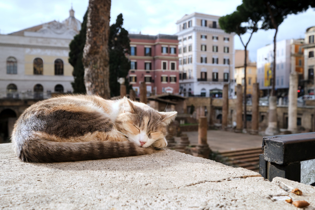 Why Cats Today Are Finding Safety Where Julius Caesar Was Stabbed ...