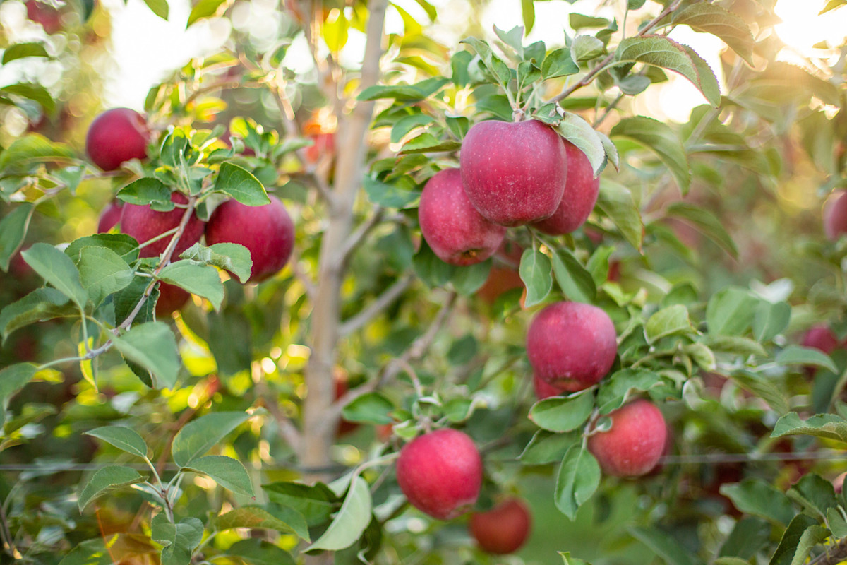 Why It Takes Decades To Breed New Apple Varieties | Discover Magazine