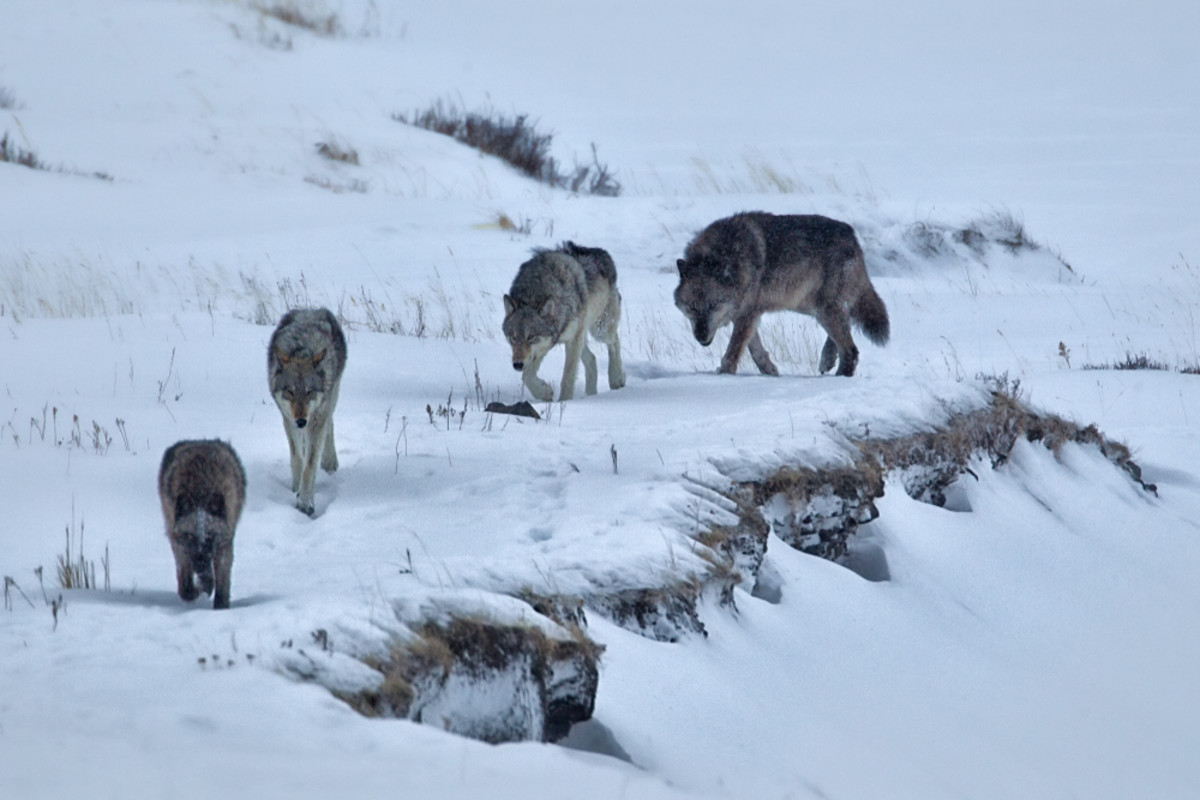 Parasites May Create Wolf Pack Leaders in Yellowstone | Discover Magazine