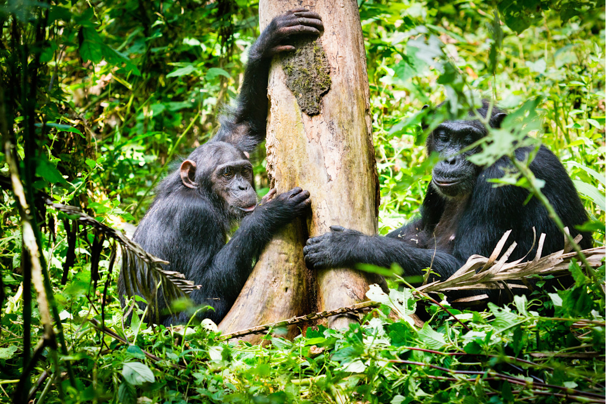 Humans Aren’t the Only Primates Who “Share for Sharing’s Sake ...