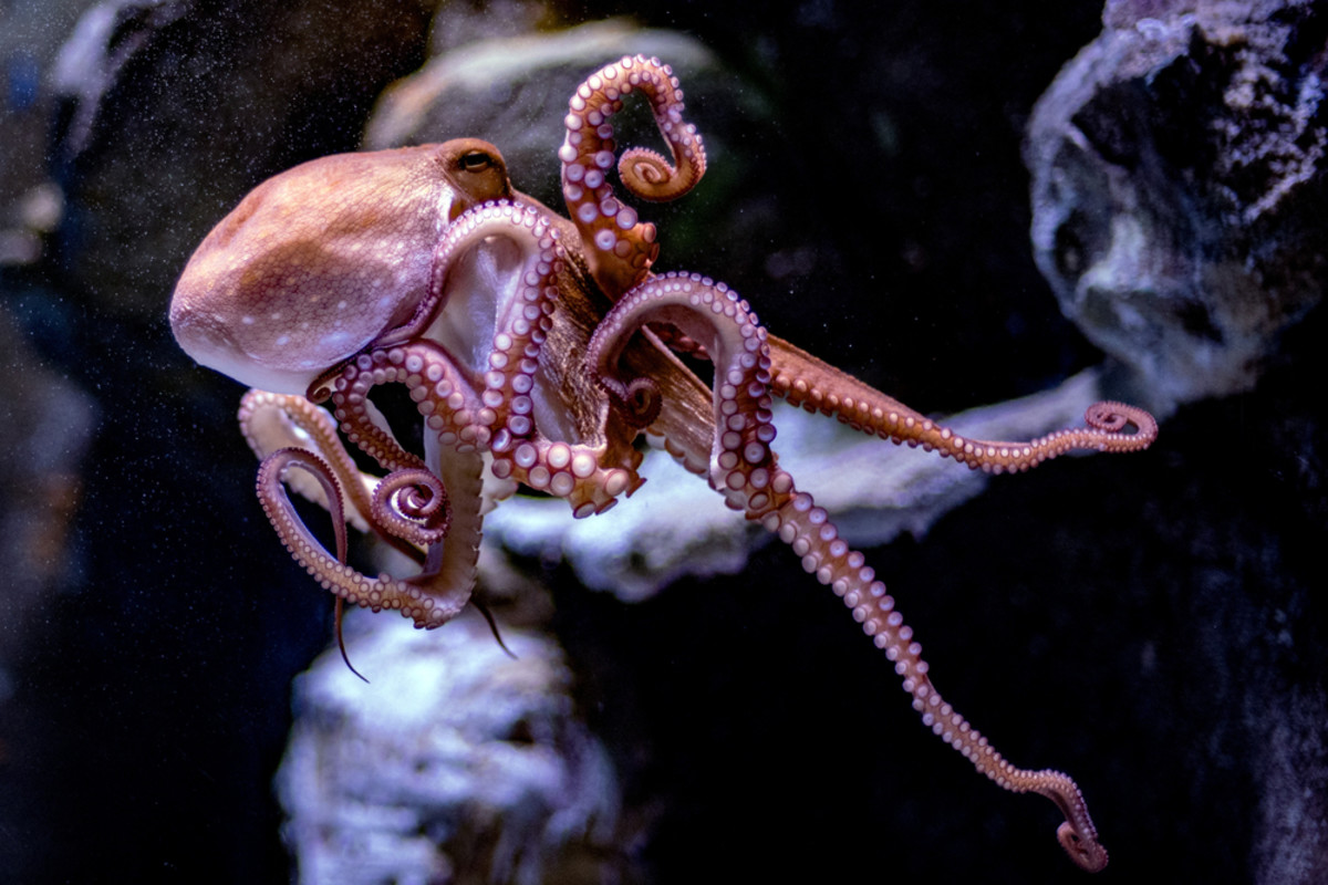 Are Octopus Smart? A Look Inside the Brain of an Octopus | Discover ...
