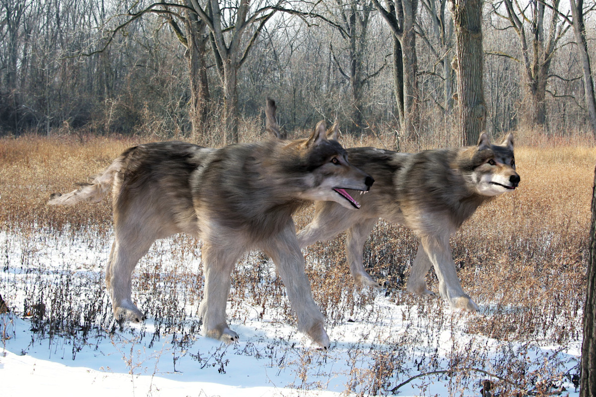 Fact or Fiction: Are Mysterious Dire Wolves Real? | Discover Magazine