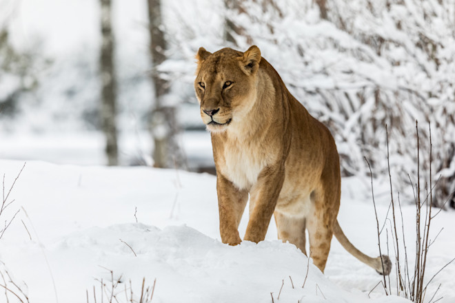 American Lion Fossil Found in Drought-Stricken Mississippi River ...