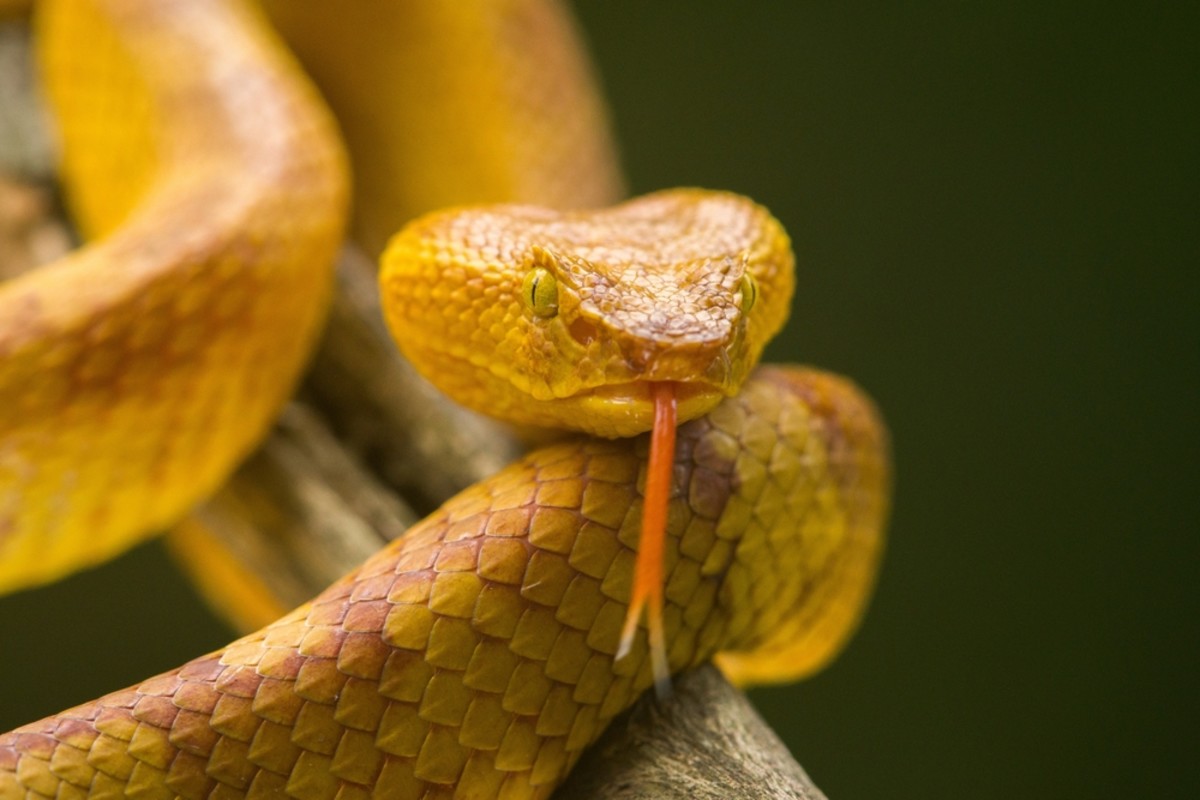 Is Snake Island in Brazil as Dangerous as It Sounds? | Discover Magazine