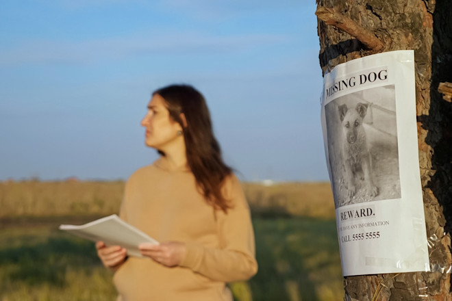 What to do if Your Dog is Stolen or Worse Held For Ransom | Discover ...