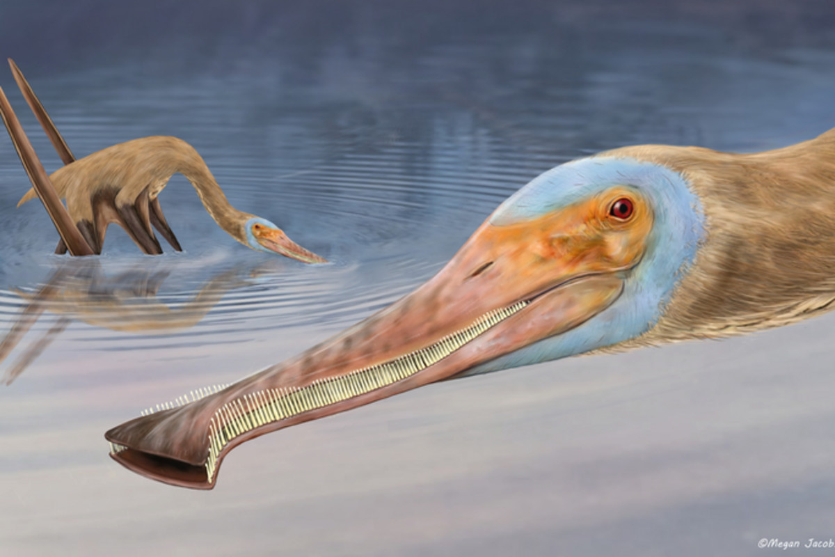 This Pterosaur Had at Least 480 Hooked Teeth | Discover Magazine