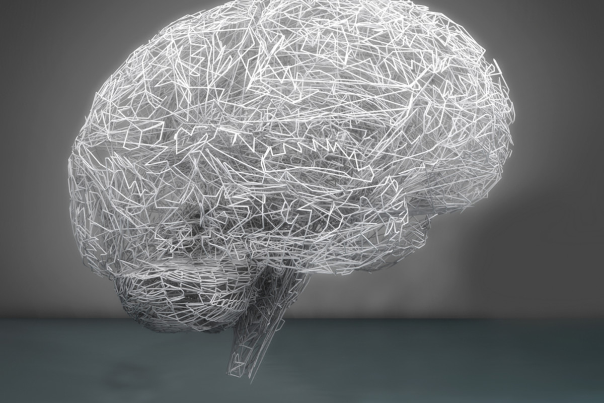 Why the Human Brain Takes Decades to Develop | Discover Magazine
