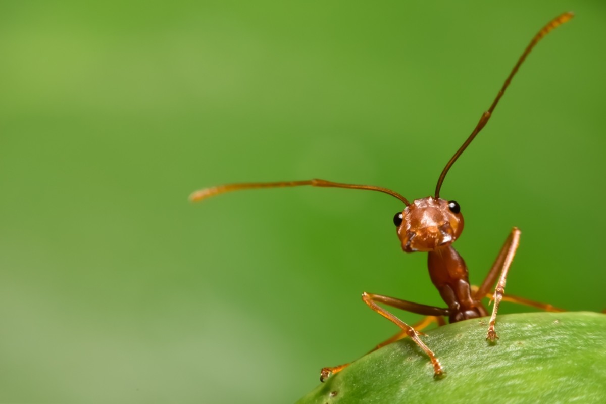 Do Insects Have Feelings and Consciousness? | Discover Magazine
