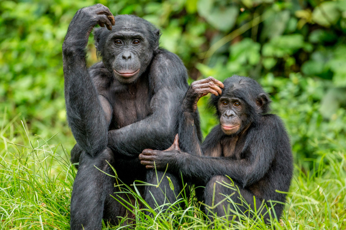How Similar Are Humans and Monkeys? | Discover Magazine