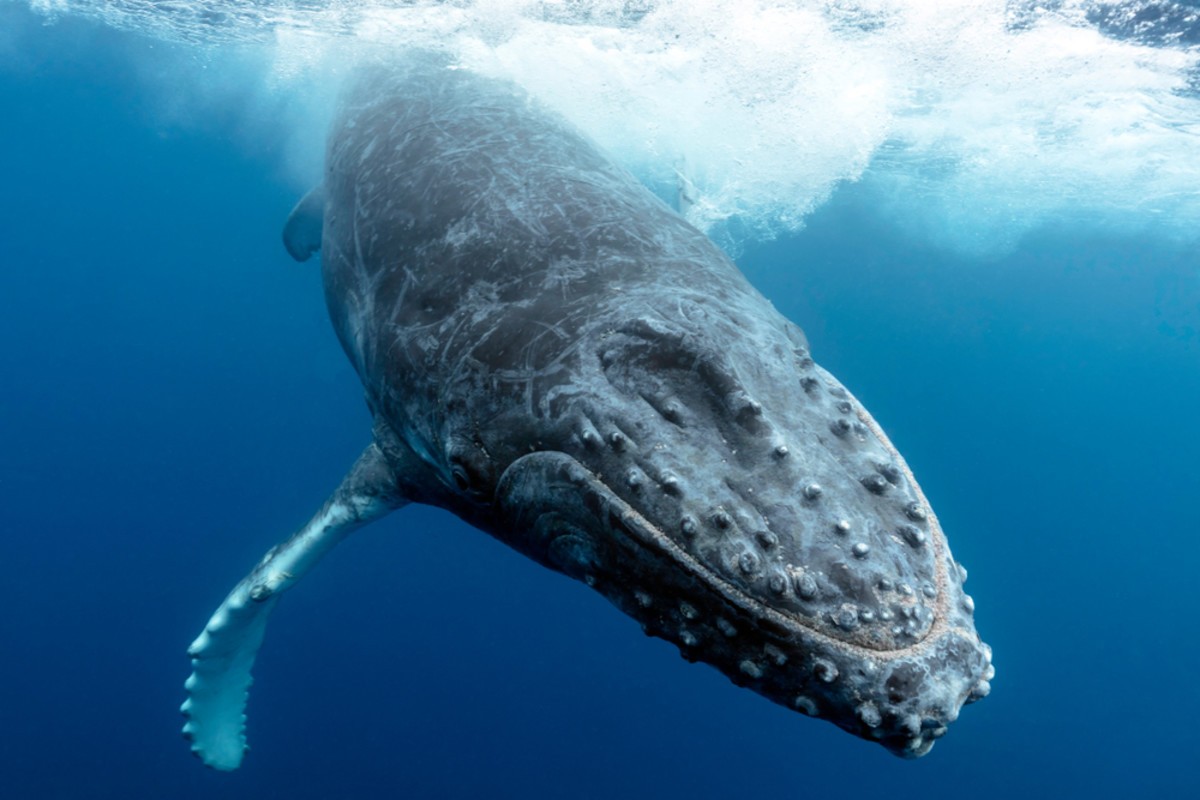 Humpback Whales Are Increasingly Giving Up on Singing | Discover Magazine