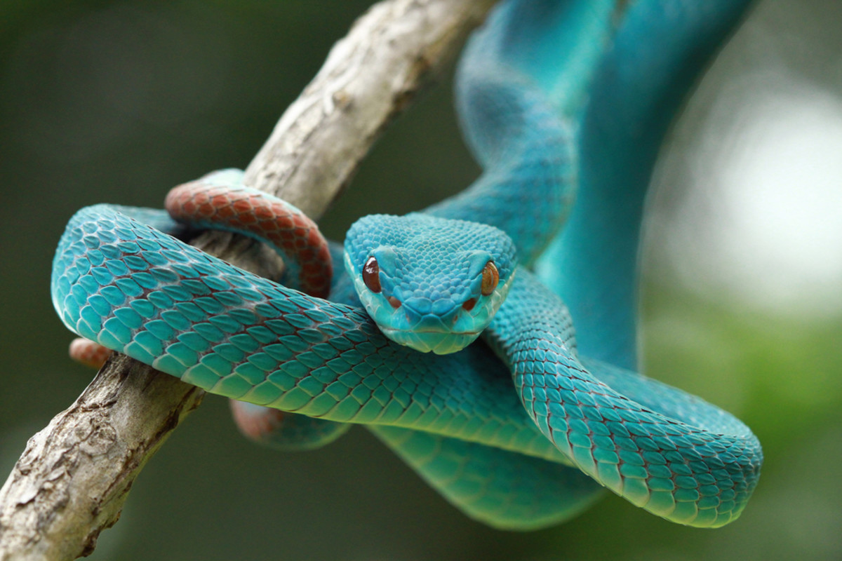 Why Do Snakes Eat Themselves? | Discover Magazine