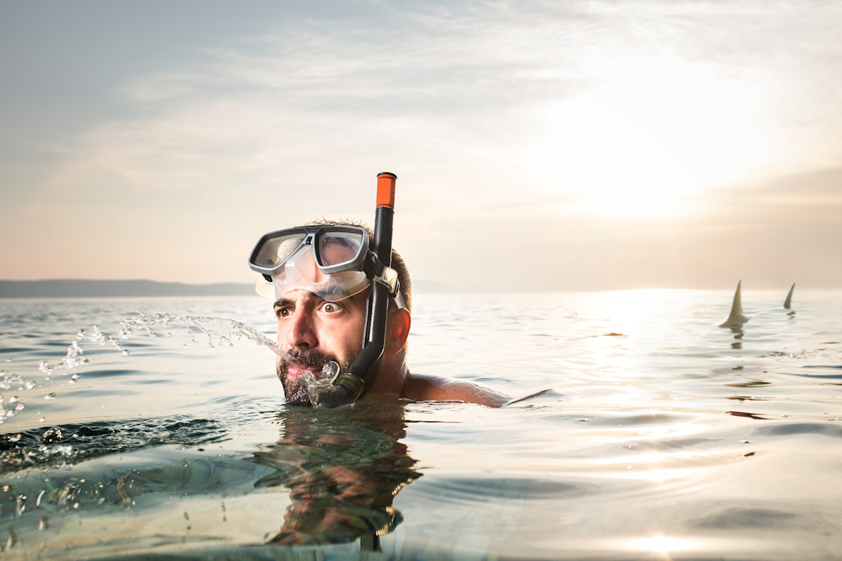 Why Do Sharks Attack Humans? | Discover Magazine