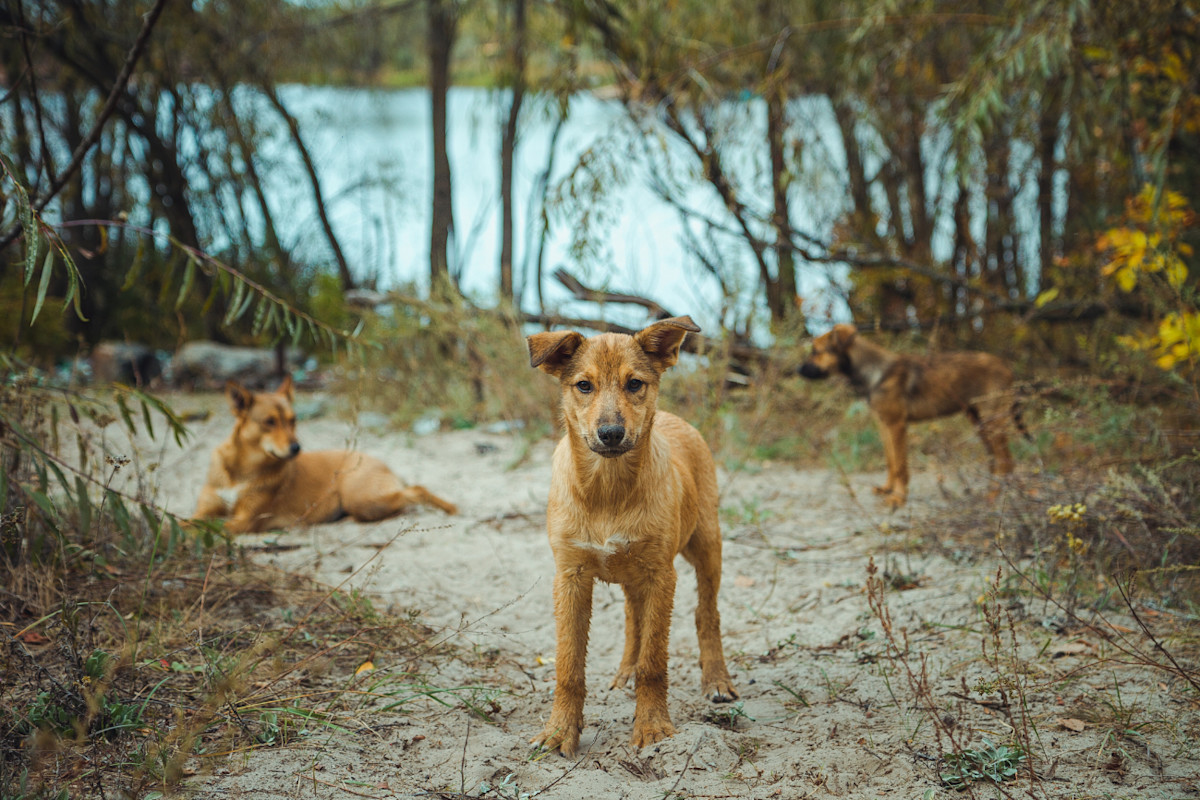 Have Chernobyl Mutations Rewired Evolution? | Discover Magazine